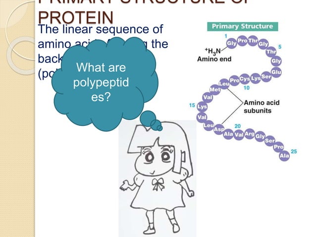 Structure and classifications of proteins | PPT