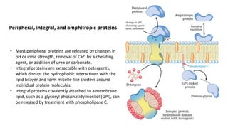 Structure and composition of Biomembranes | PDF