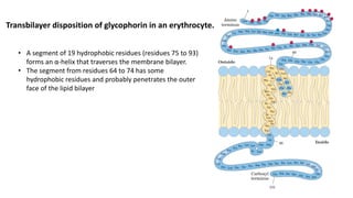 Structure and composition of Biomembranes | PDF