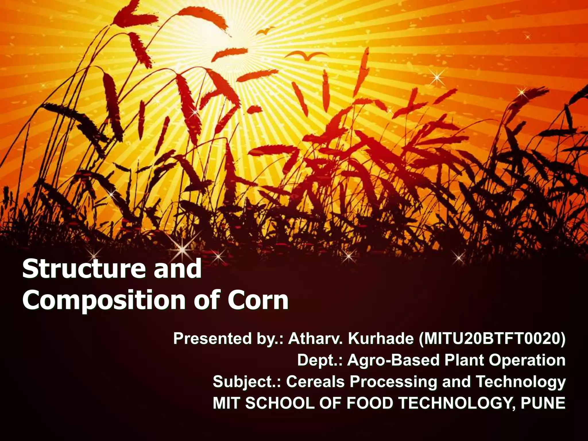 Structure and composition of corn maize | PPTX