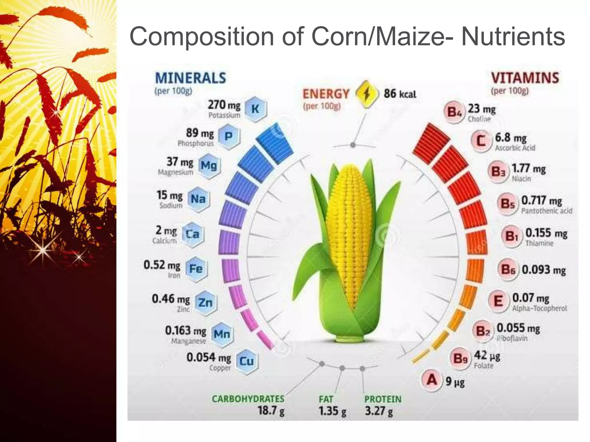 Structure and composition of corn maize | PPTX