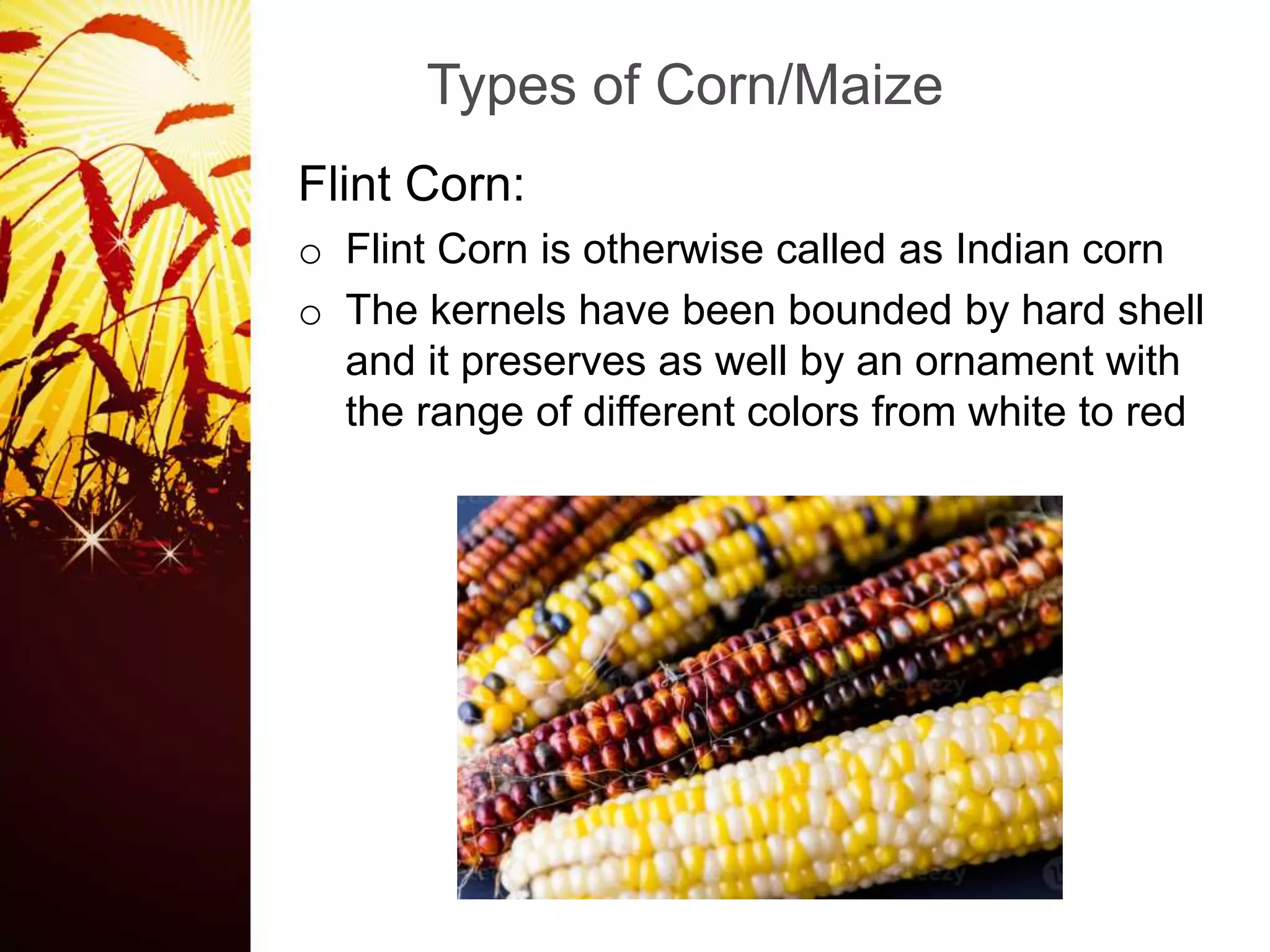 Structure and composition of corn maize | PPTX