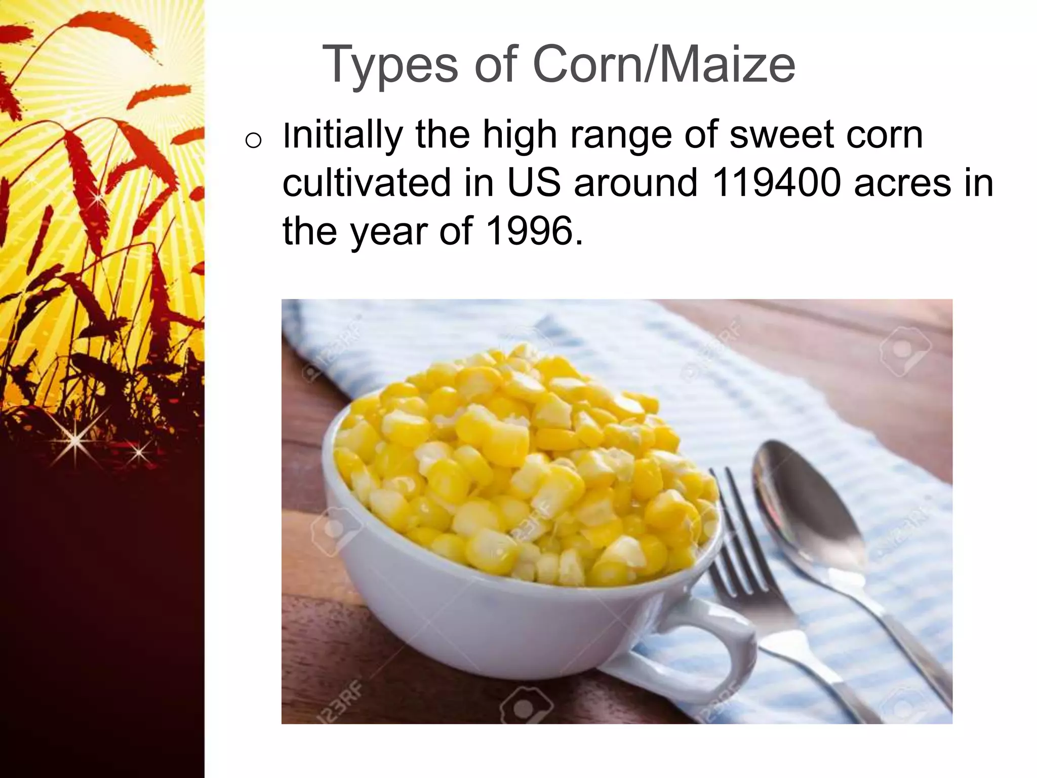 Structure and composition of corn maize | PPTX