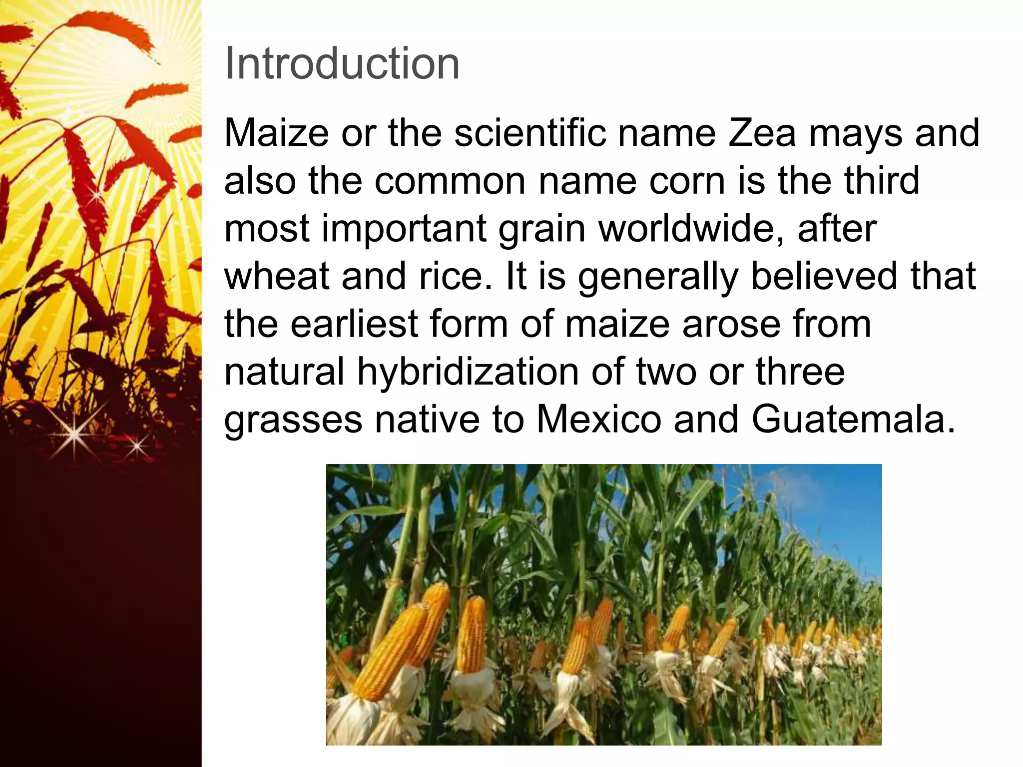 Structure and composition of corn maize | PPTX