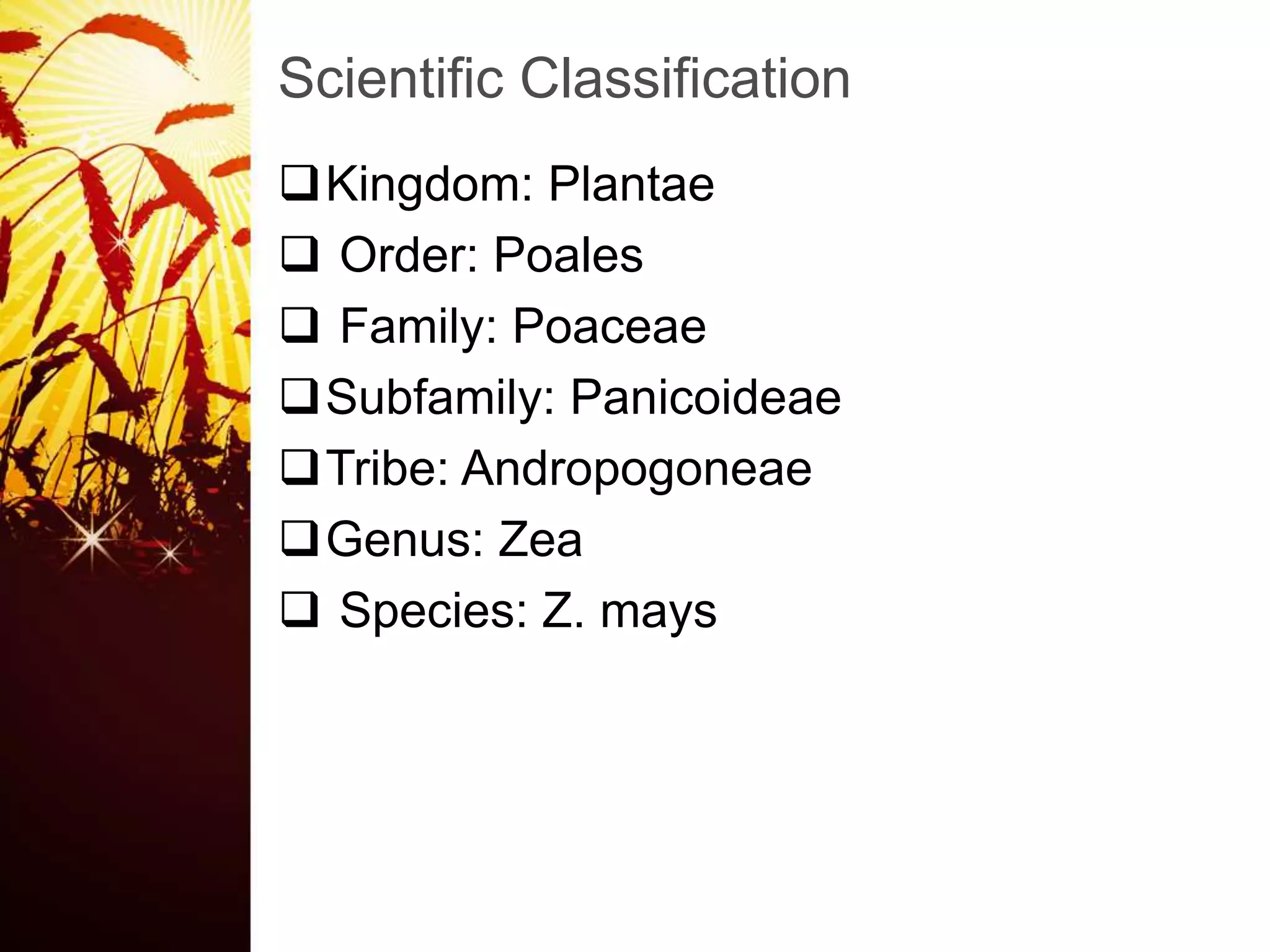 Structure and composition of corn maize | PPTX
