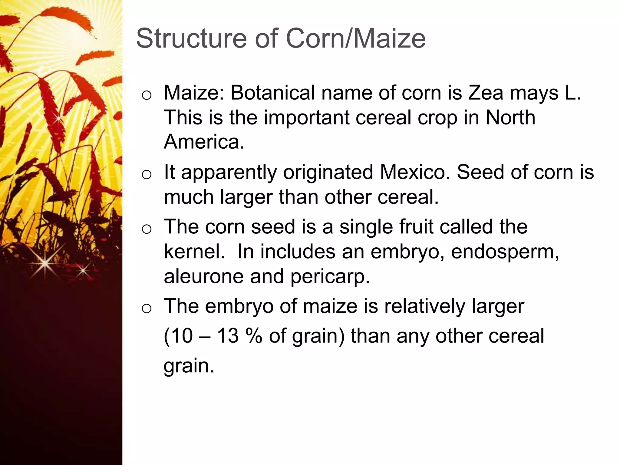 Structure and composition of corn maize | PPTX