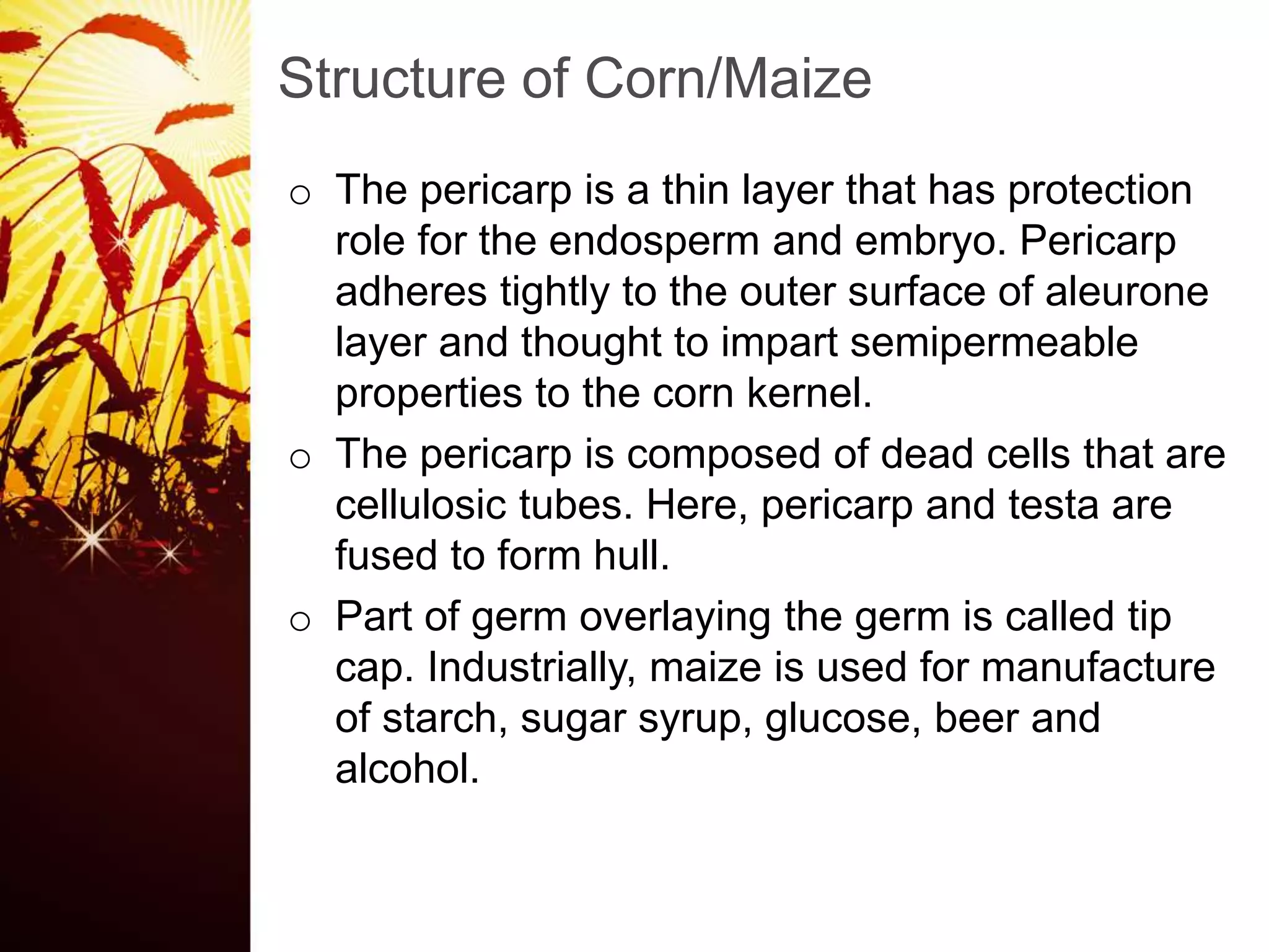 Structure and composition of corn maize | PPTX