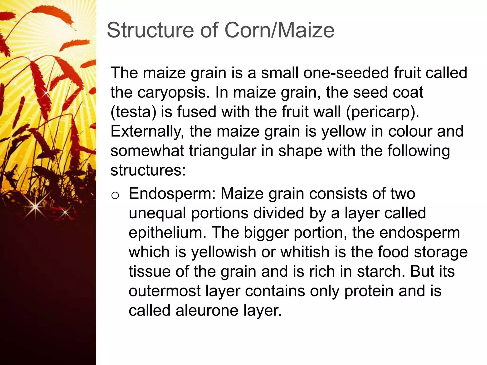 Structure and composition of corn maize | PPTX