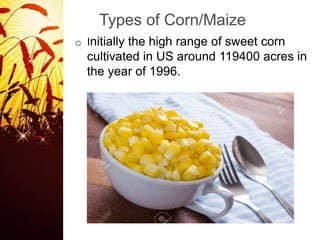 Structure and composition of corn maize | PPTX
