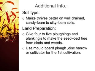 Structure and composition of corn maize | PPTX