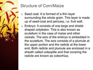 Structure and composition of corn maize | PPTX