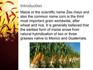 Maize Plant Structure