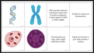 Structure and Composition of DNA and.pptx