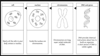 Structure and Composition of DNA and.pptx