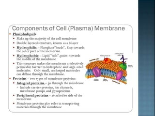 Structure, composition of plasma membrane by muhammad akmal bhikh | PPTX
