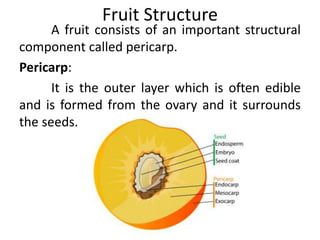 Structure and development of fruit | PPTX | Gardening | Home & Garden