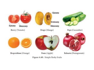 Structure and development of fruit | PPTX