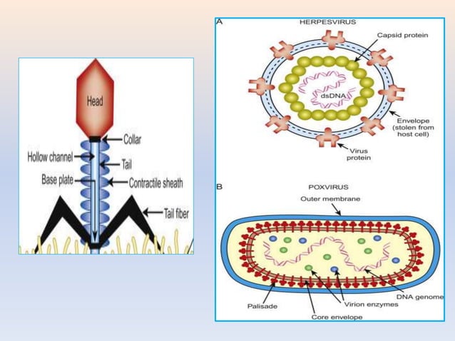Structure and diversity of virus | PPTX