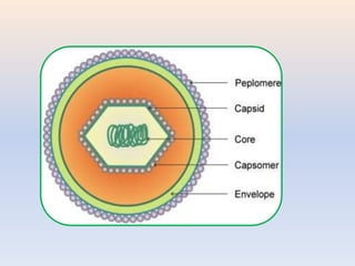 Structure and diversity of virus | PPTX