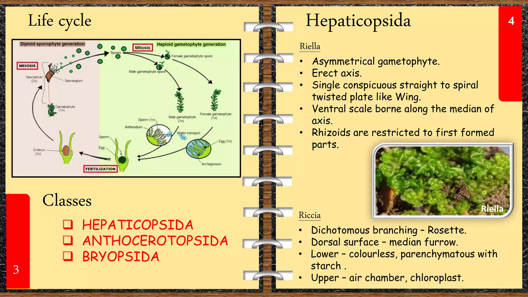 STRUCTURE AND EVOLUTION IN GAMETOPHYTES, SPOROPHYTES | PPTX