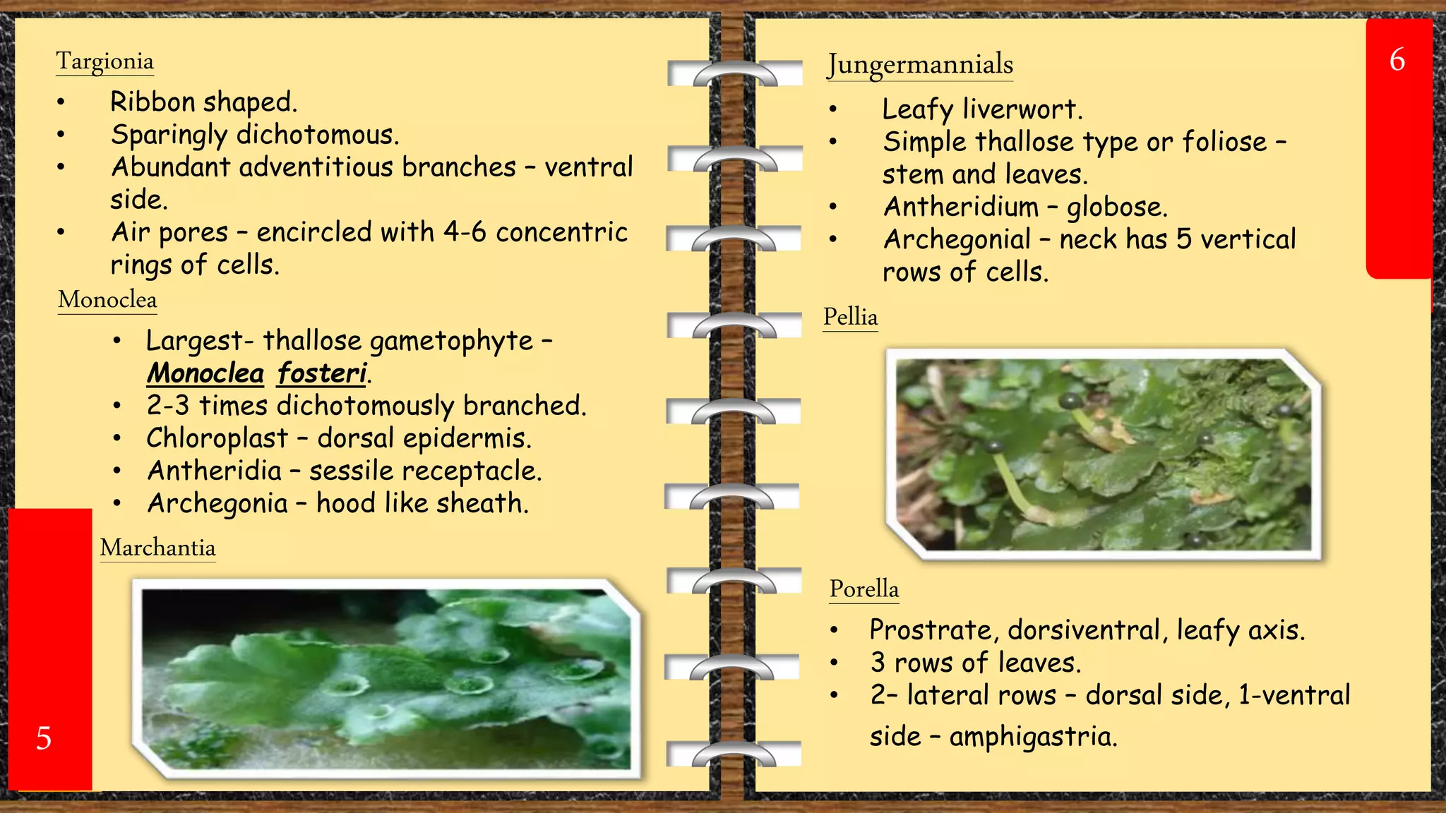 STRUCTURE AND EVOLUTION IN GAMETOPHYTES, SPOROPHYTES | PPTX