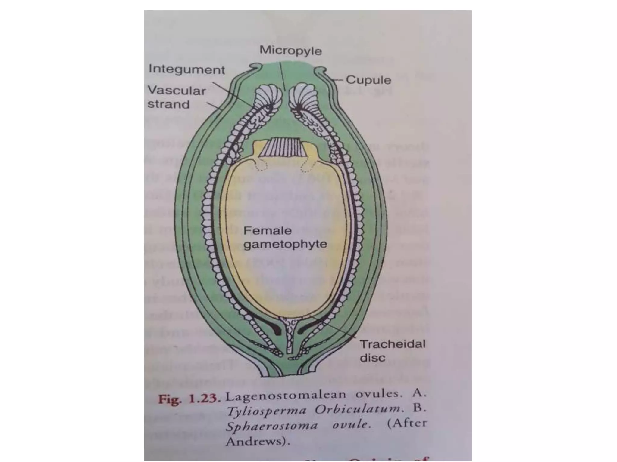 Structure and evolution of female gametophyteof gymnosperms | PPTX