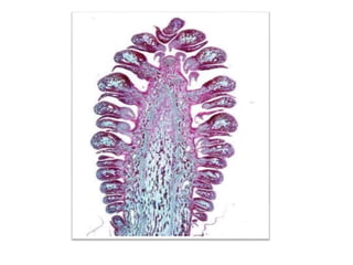 Structure and evolution of female gametophyteof gymnosperms | PPTX