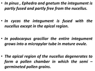 Structure and evolution of female gametophyteof gymnosperms | PPTX
