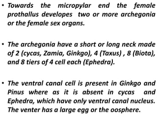 Structure and evolution of female gametophyteof gymnosperms | PPTX ...