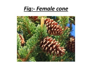 Structure and evolution of female gametophyteof gymnosperms | PPTX