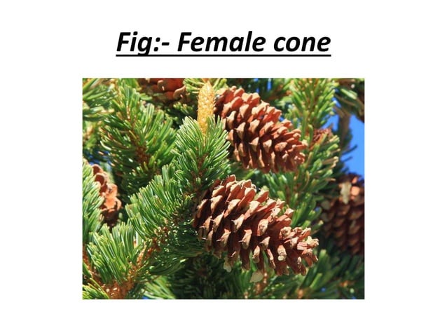 Structure and evolution of female gametophyteof gymnosperms | PPTX ...