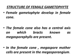Structure and evolution of female gametophyteof gymnosperms | PPTX ...