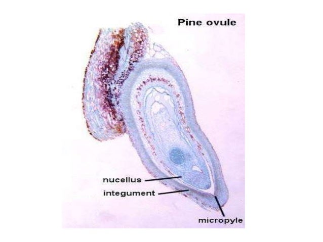 Structure and evolution of female gametophyteof gymnosperms