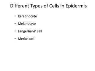 Structure and function of Skin (Integumentary system) - mypharmaguide | PPT