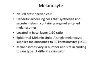 Structure and function of Skin (Integumentary system) - mypharmaguide | PPT