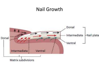 Structure and function of Skin (Integumentary system) - mypharmaguide | PPT