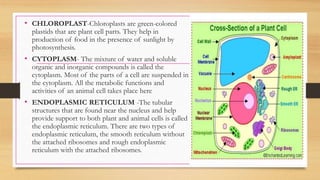 STRUCTURE AND FUNC.pptx