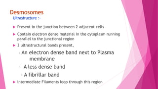 Structure and function of ewpidermis | PPTX