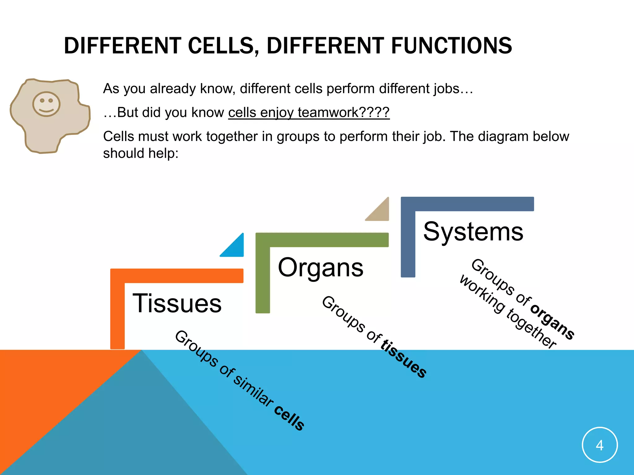 Structure and function in living things | PPTX