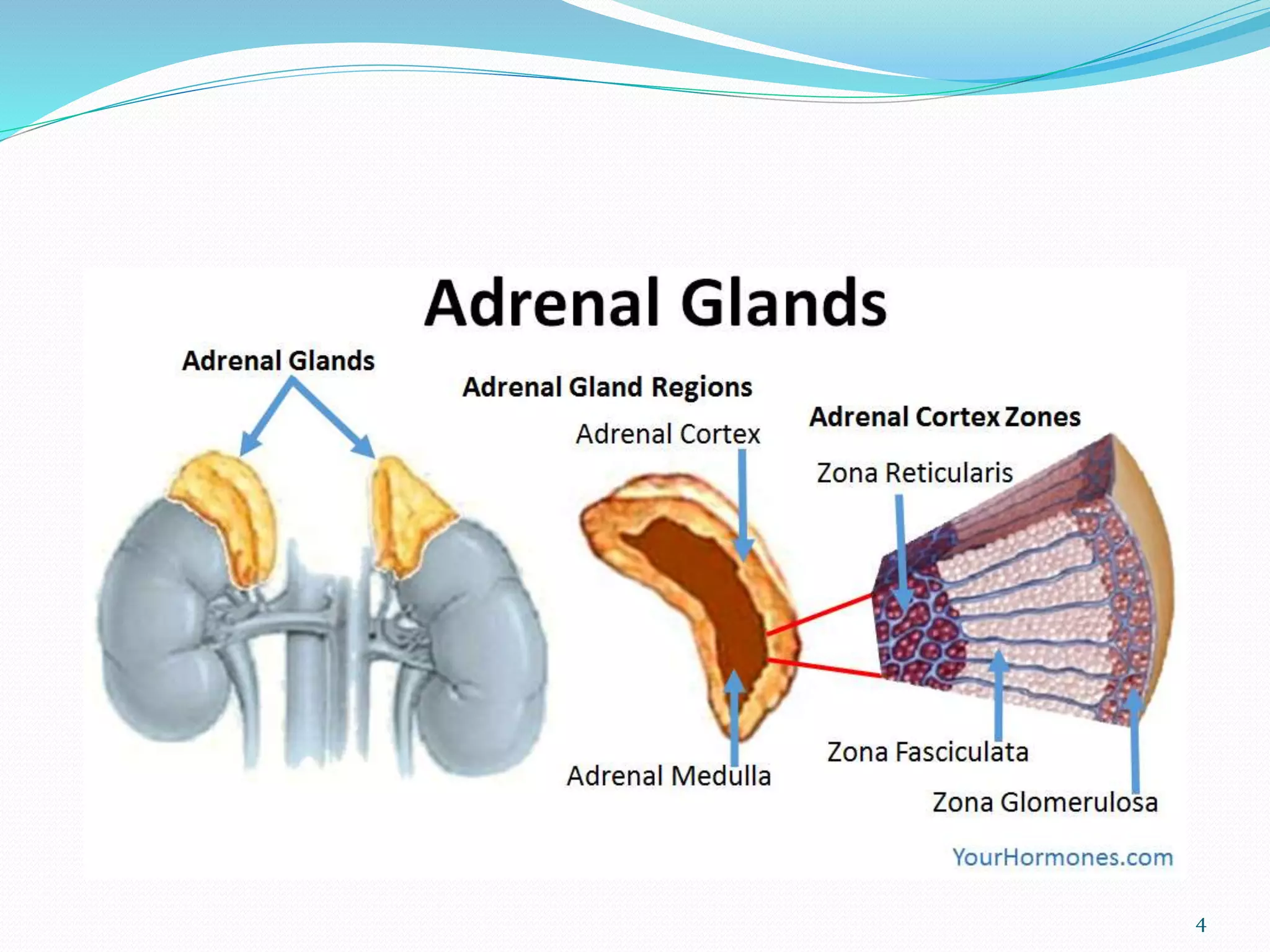Structure and function of adrenal glands | PPTX