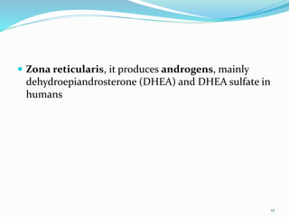 Structure and function of adrenal glands | PPTX