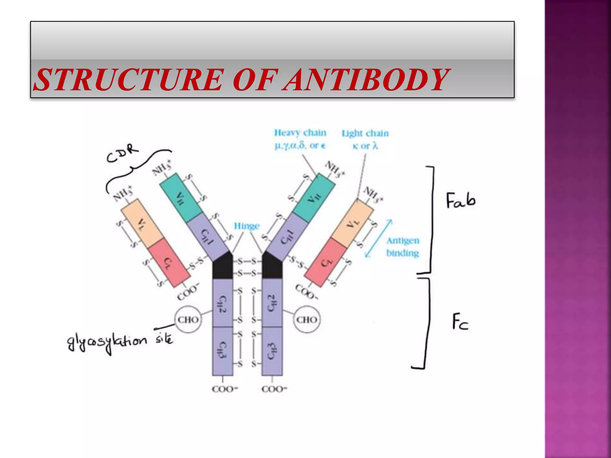 Structure and function of antibody molecules | PPTX