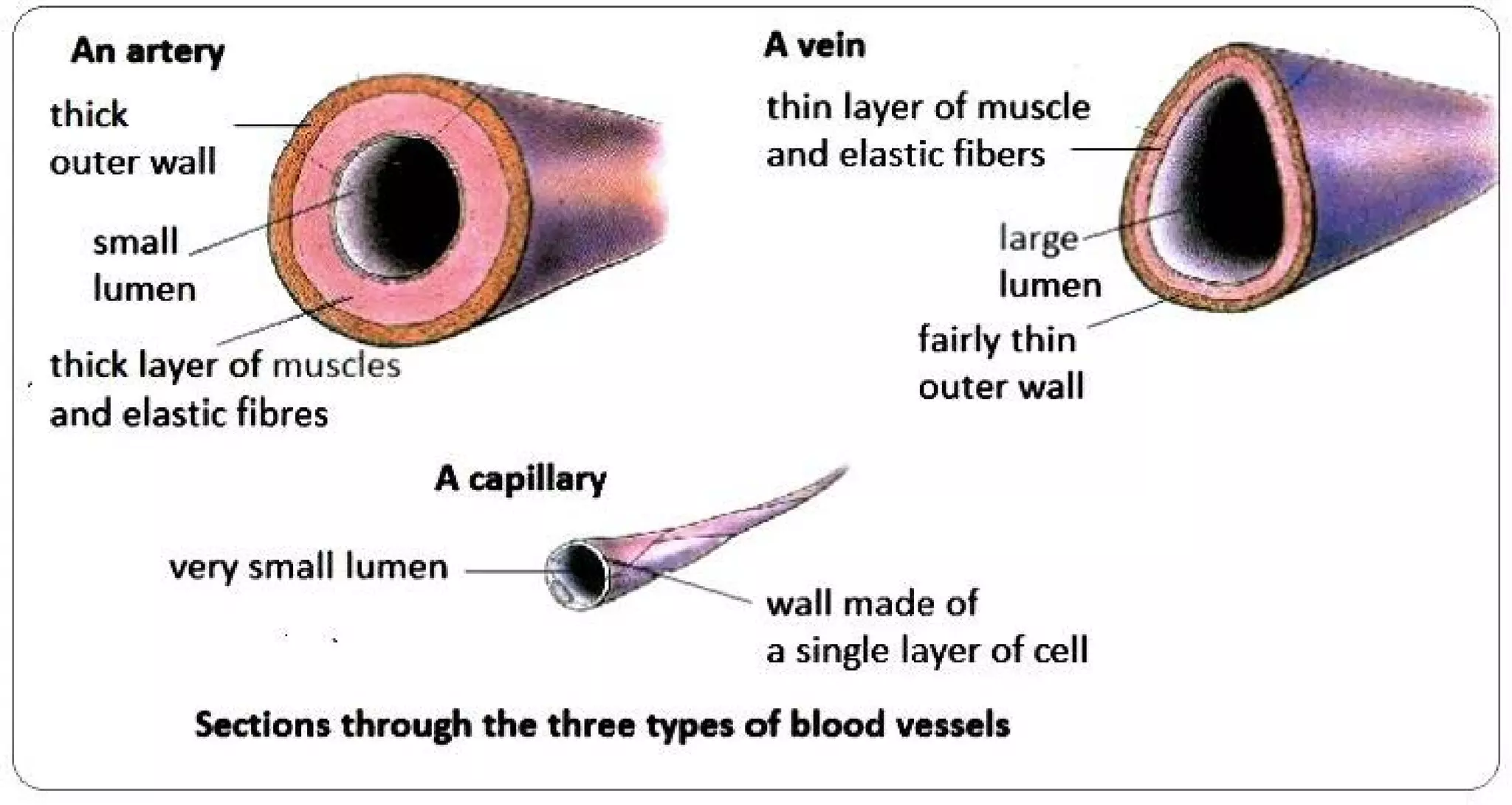 Structure and function of arteries and veins. | PDF