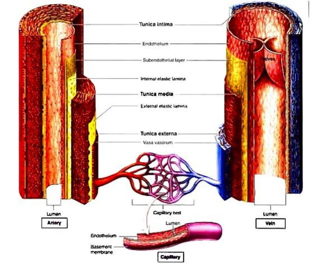 Structure and function of arteries and veins. | PDF