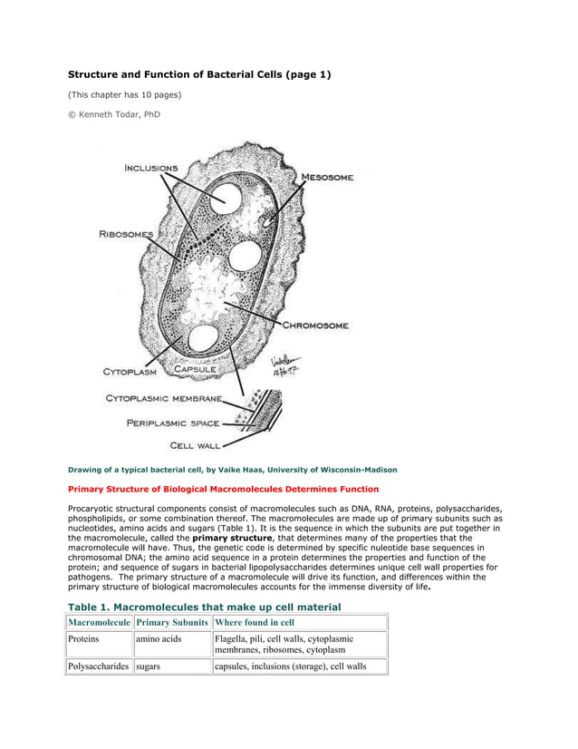 Structure and function of bacterial cells | PDF
