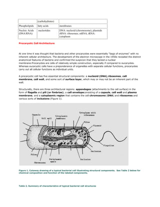 Structure and function of bacterial cells | PDF