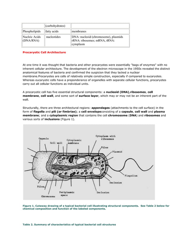 Structure and function of bacterial cells | PDF