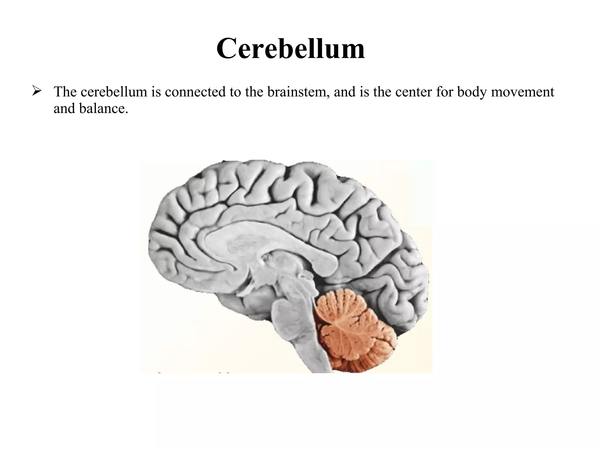 Structure and function of brain | PPT