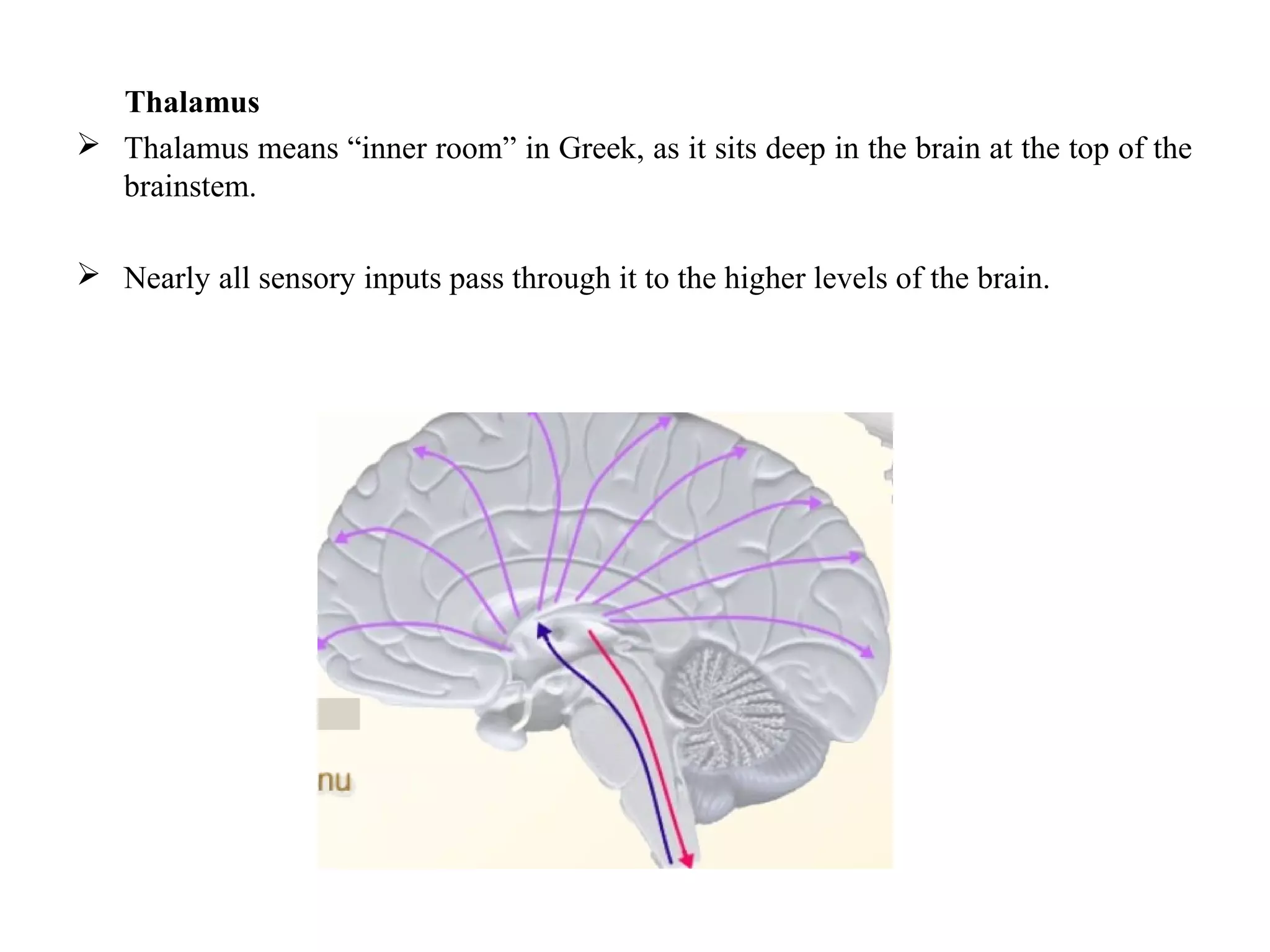 Structure and function of brain | PPT