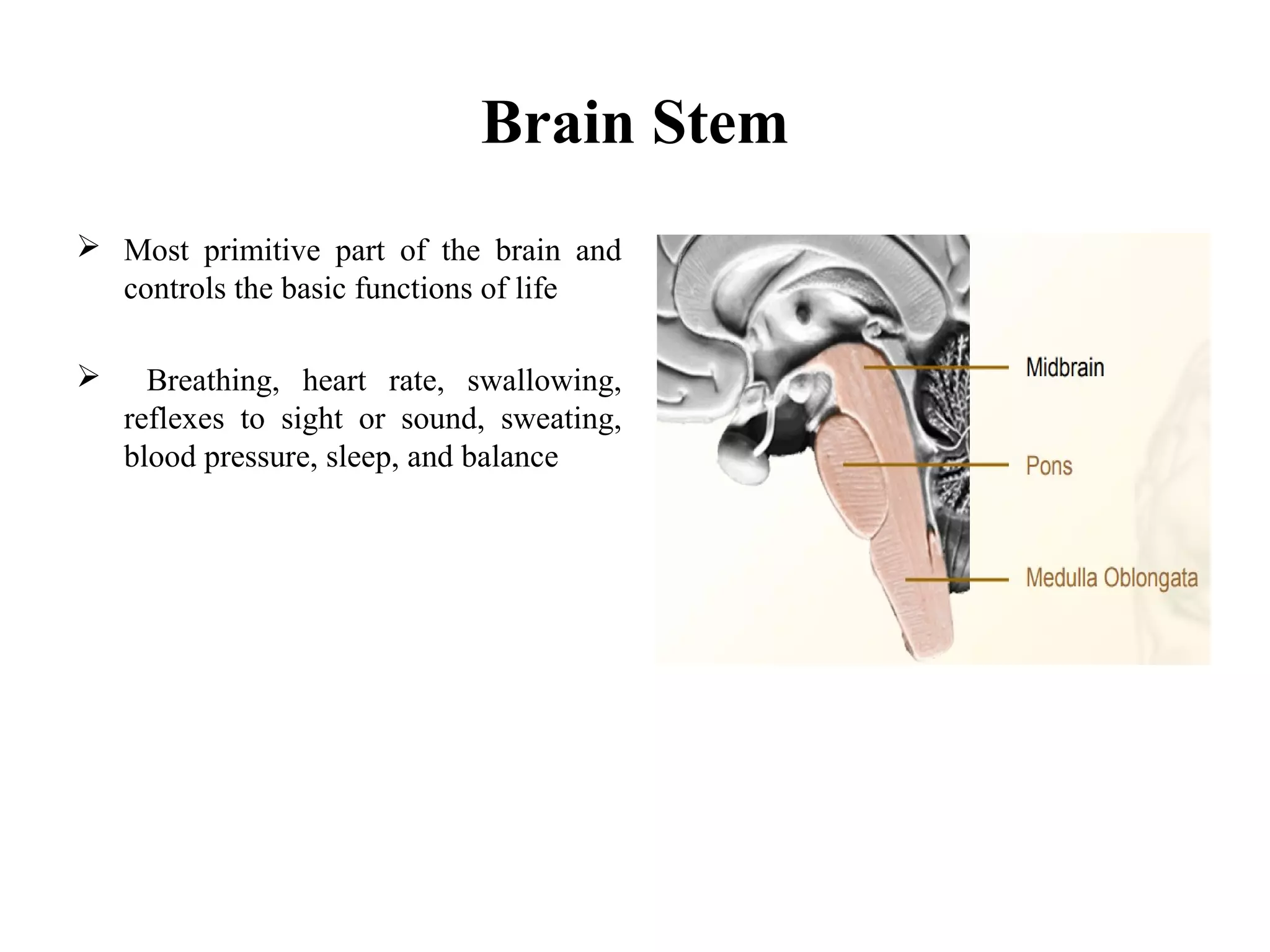 Structure and function of brain | PPT